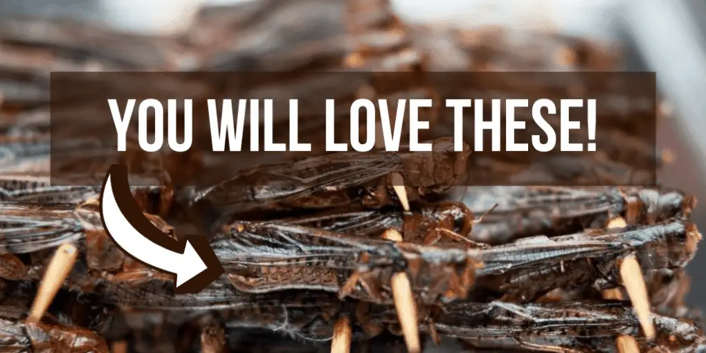 6 Best Edible Insects And Bugs And Ones You Should NOT Eat!