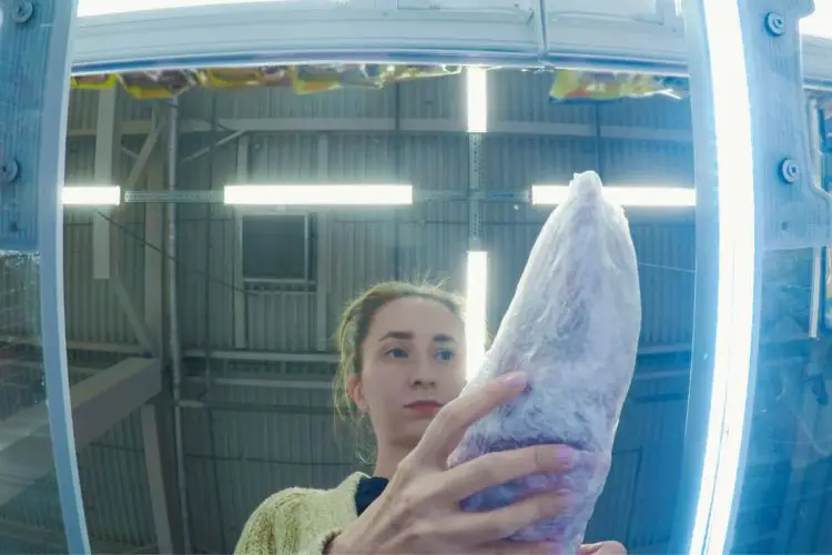 How To Tell If Frozen Fish Is Bad? (5 Signs Of Spoilage)