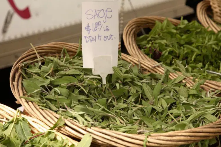 How To Use Sage In Cooking? (10 Ideas For Adding This Herb To Your Diet)