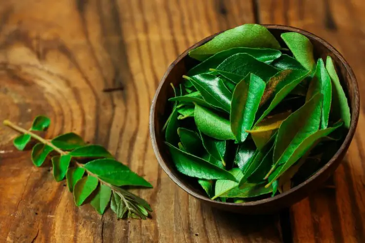 How To Store Curry Leaves To Keep Them Fresh And Aromatic