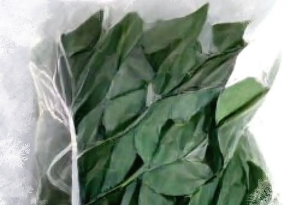 How To Store Curry Leaves To Keep Them Fresh And Aromatic