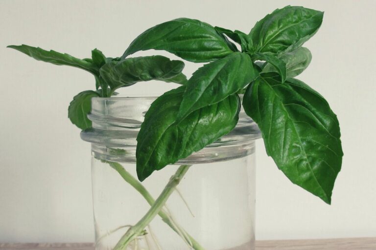 How To Store Basil From Grocery Store? (4 Clever Storage Tips)