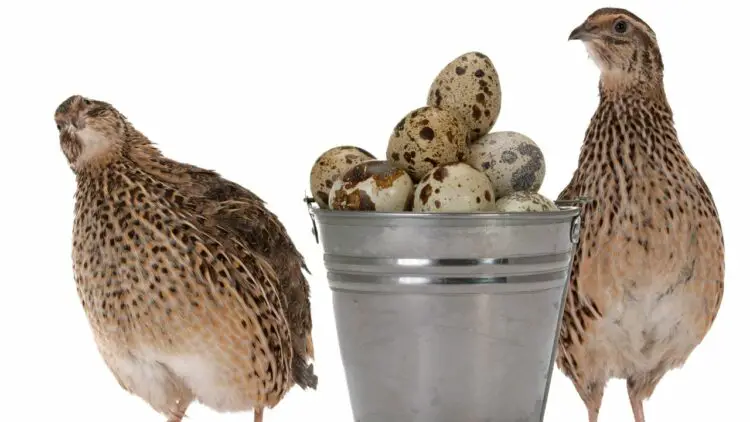 What Do Quail Eggs Taste Like? Peeking Beneath The Shell
